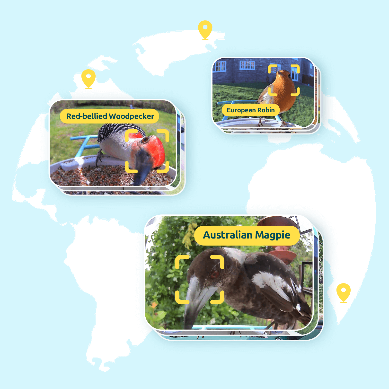 Discover Your Local Birds